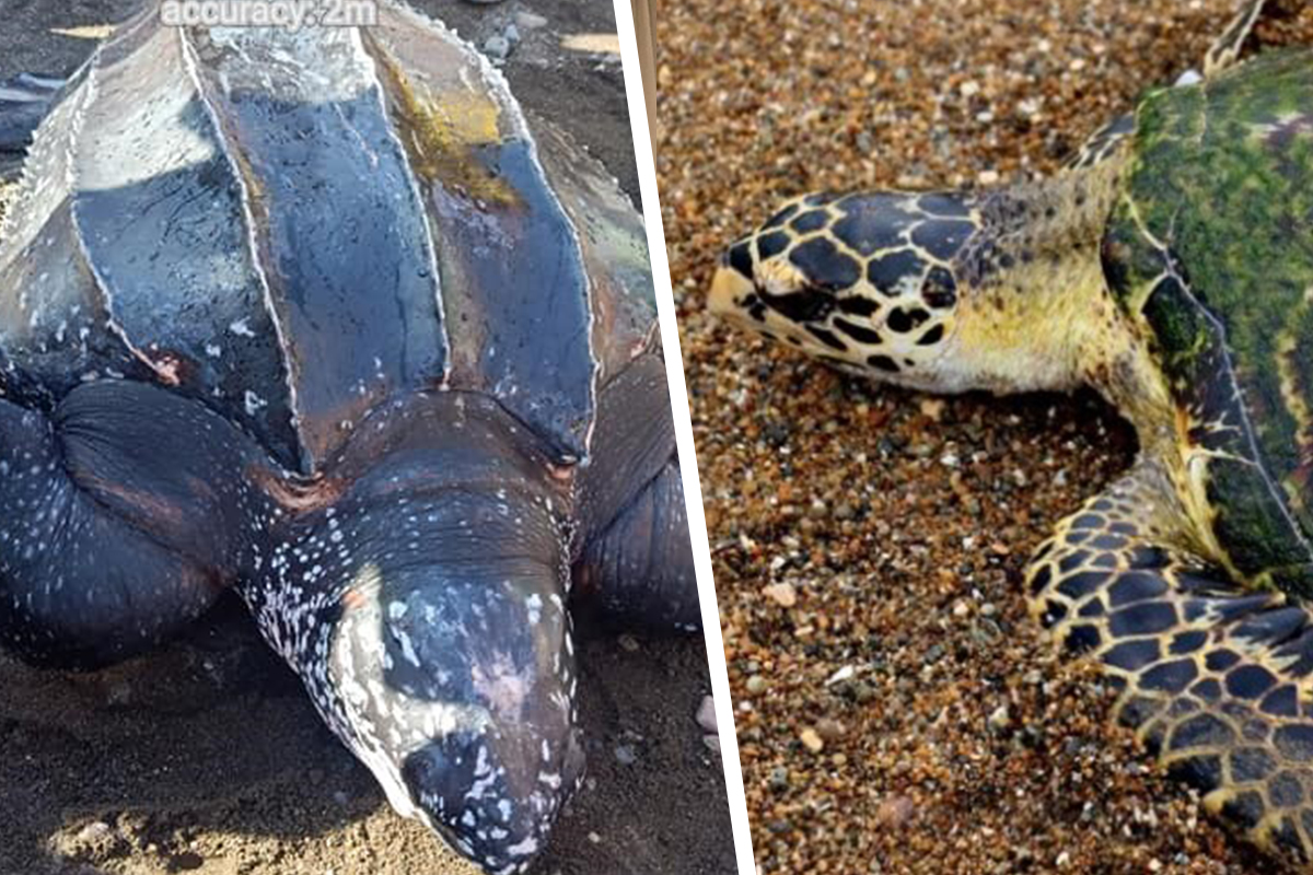Lute turtle rescued in Culasi, hawksbill in Guimaras island