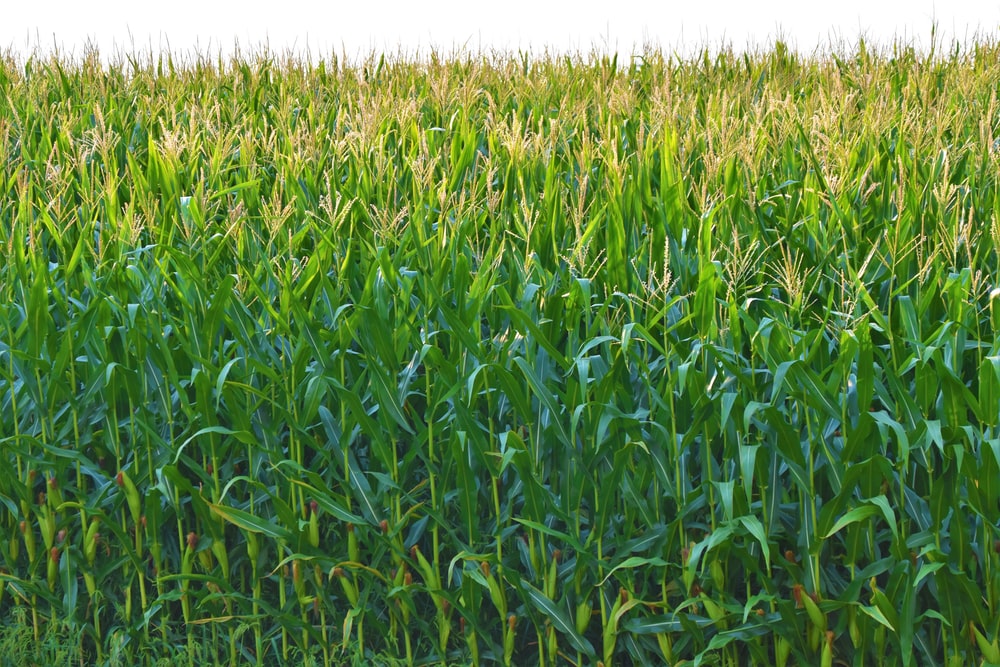 Negrense farmers see higher corn yield