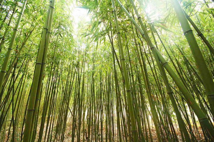 5.3K-hectare land in Capiz up for bamboo plantation