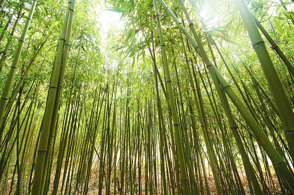 5.3K-hectare land in Capiz up for bamboo plantation