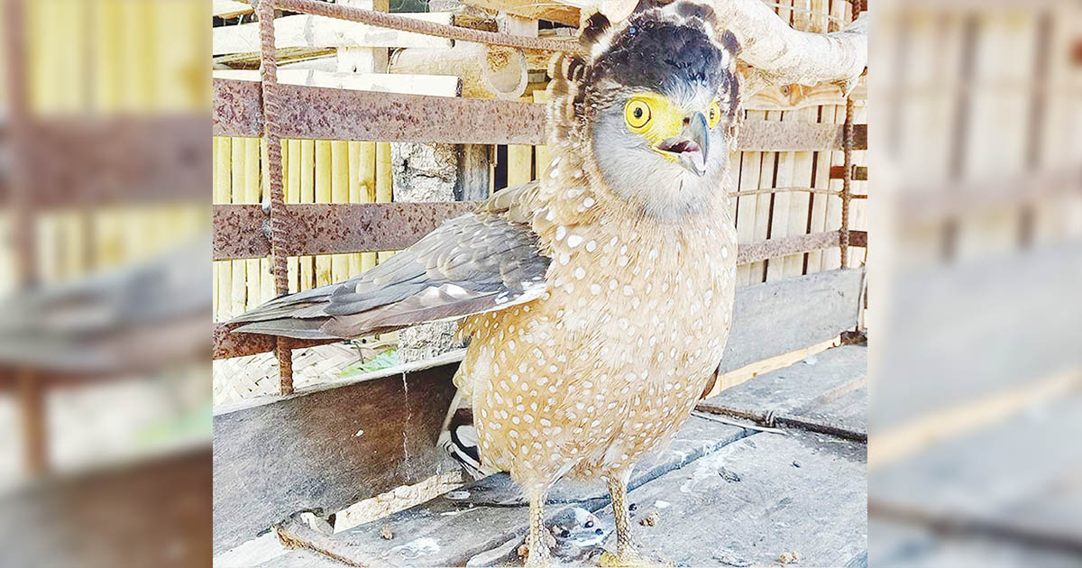 Crested serpent eagle turned over to CENRO-Guimbal