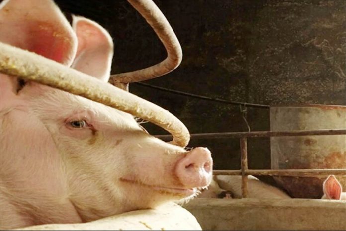 South Korea culls 1,500 pigs after new cases of ASF – report