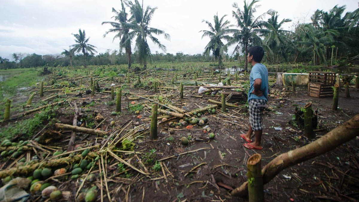 ‘Setback to food security' DA incurs P10-B damage in crops due to typhoons
