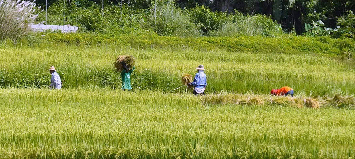 ONSLAUGHT OF TYPHOON ‘ROLLY’: DA eyes damage to over 950K hectares of ...