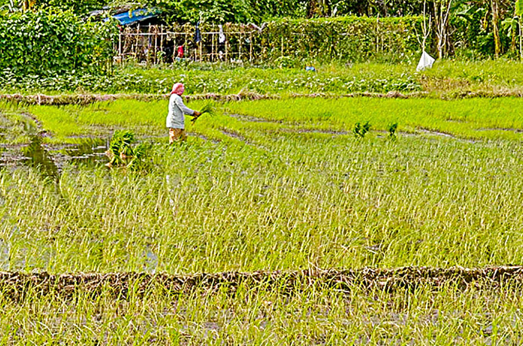 ‘Quinta’ damage to Iloilo rice farms rises to P90M