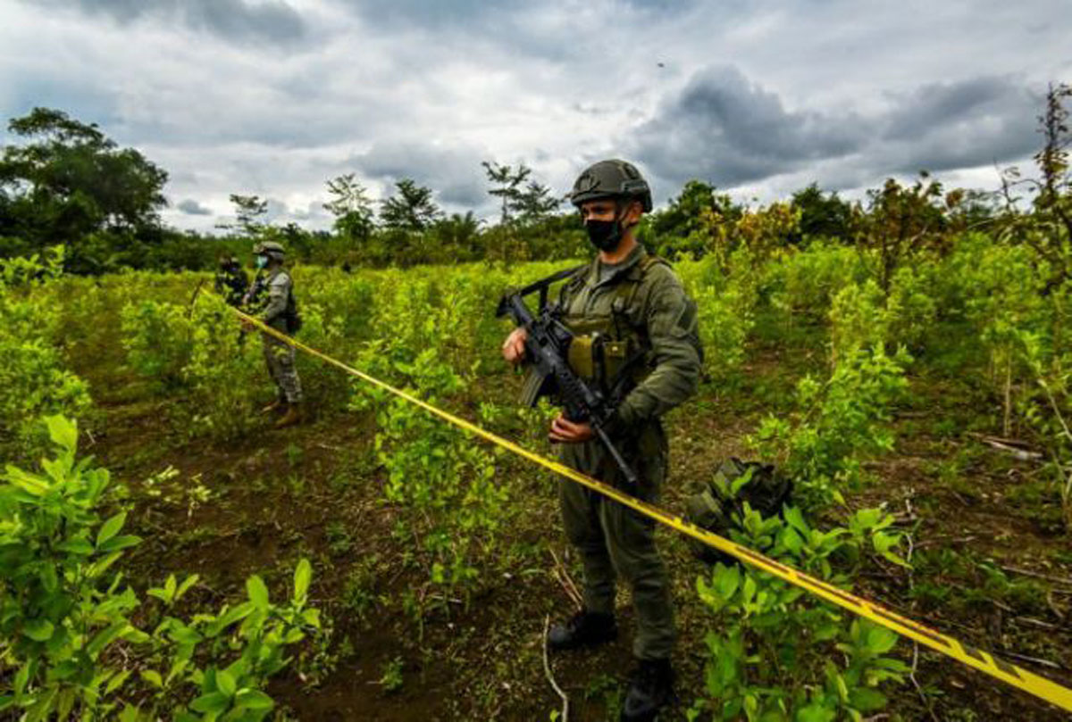 Colombia sets new record in eradicating coca production