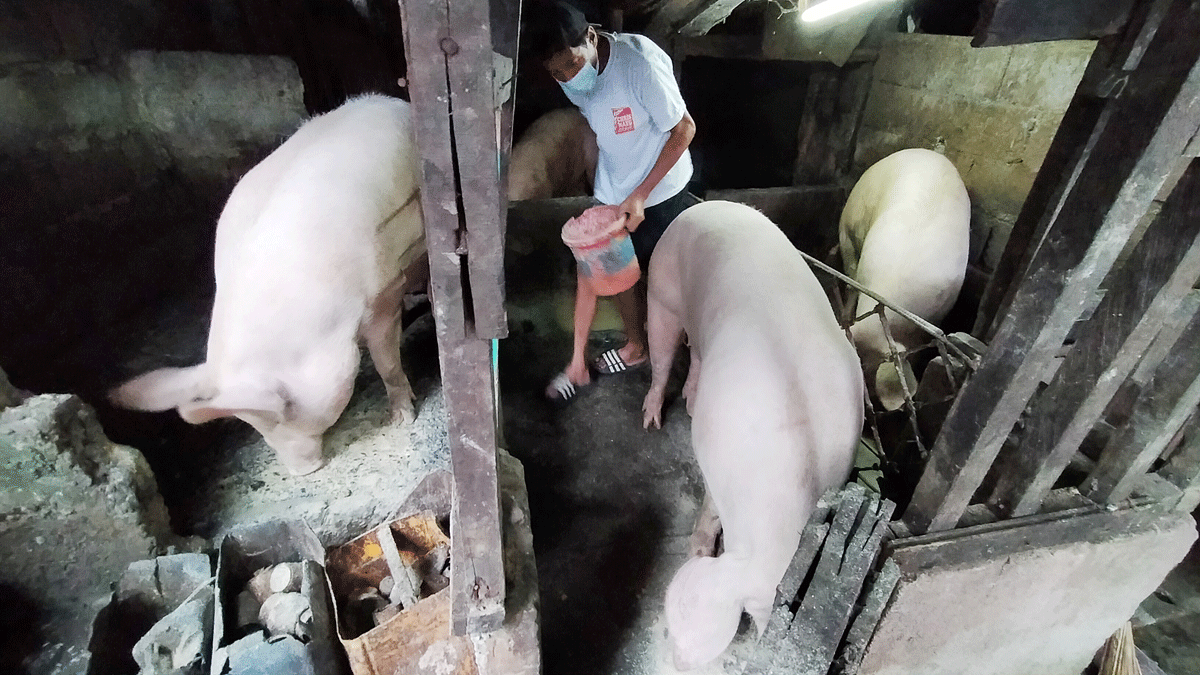 REGION 6 BACKYARD HOG RAISERS WORRY; WV still ASF-free but stakeholders ...