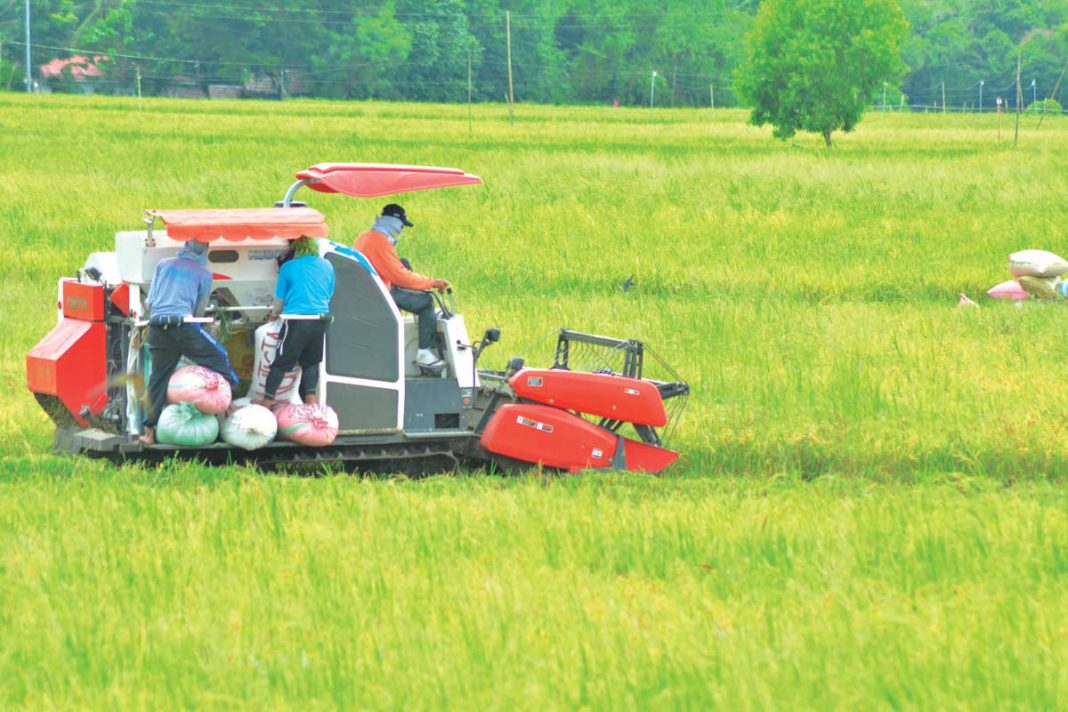 Palay output seen to reach 20 million MT in 2021