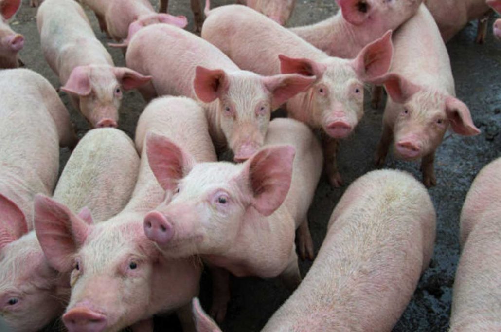 Hog raisers, traders seek to meet halfway on pricing