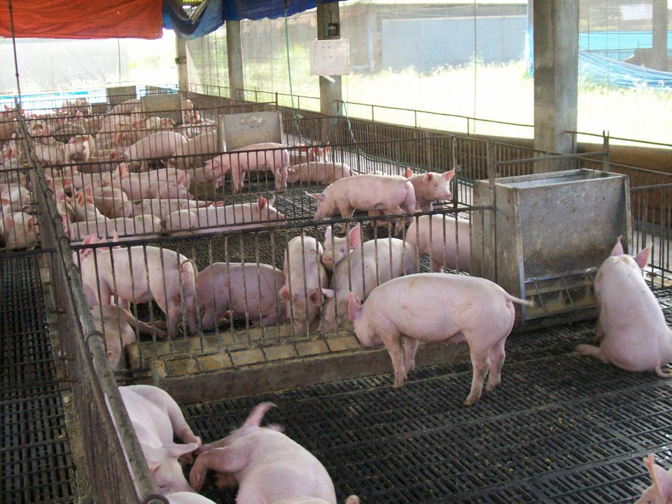 Threat of ASF prompts greater call for hog raisers to insure pigs