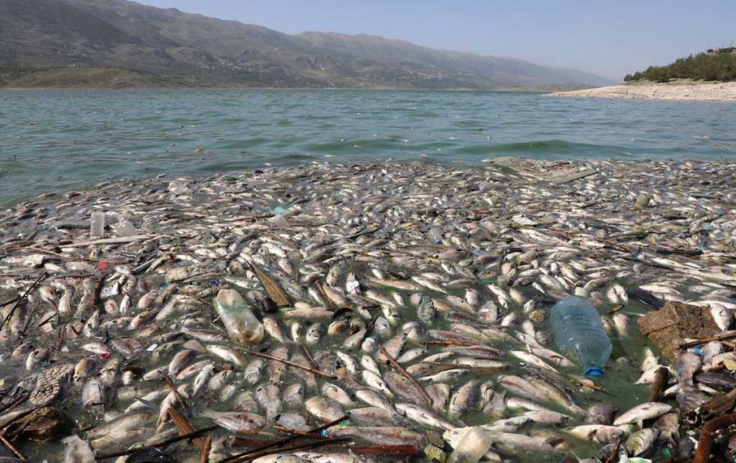 Tons of dead fish scatter on polluted Lebanese lake