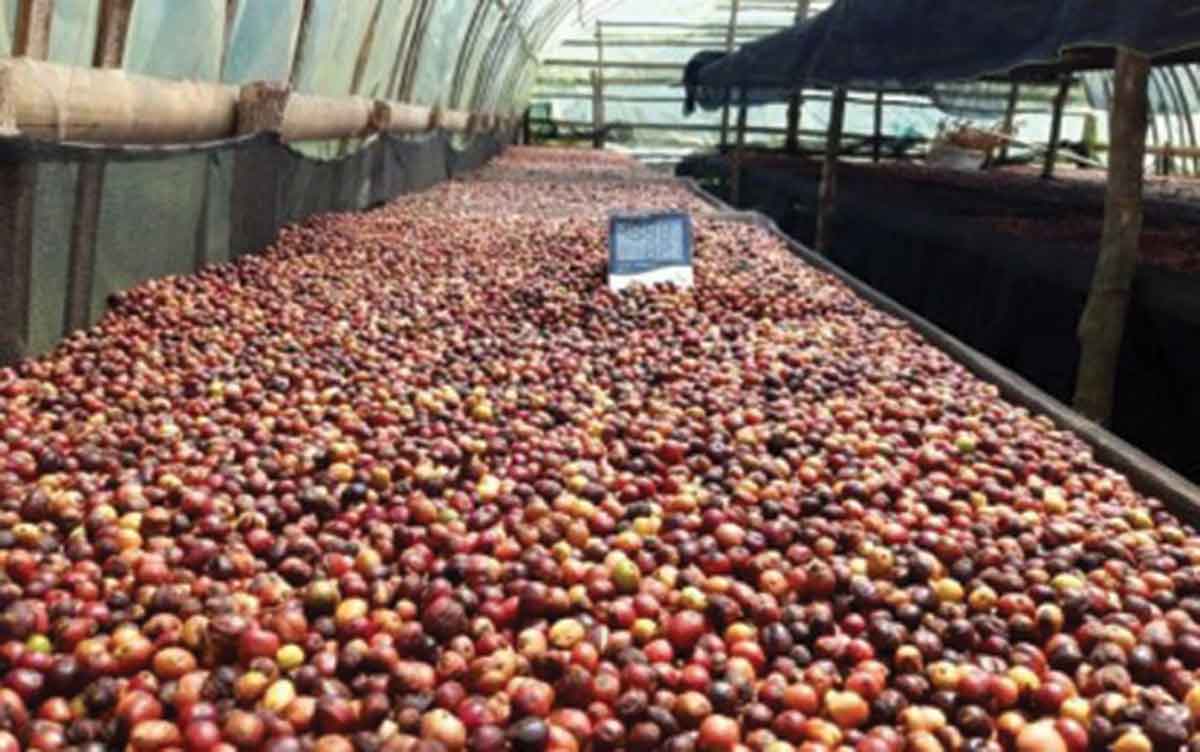 2 coffee producers obtain ‘fine’ grade for robusta beans