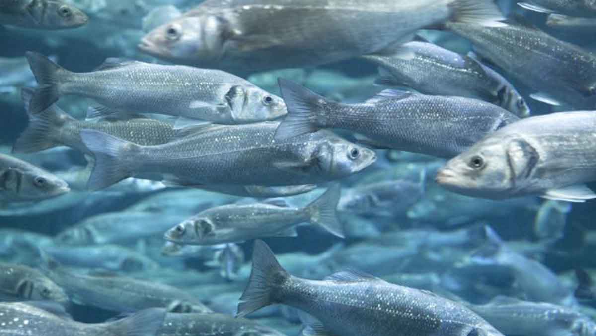 Guimaras’ aquaculture fishery production up