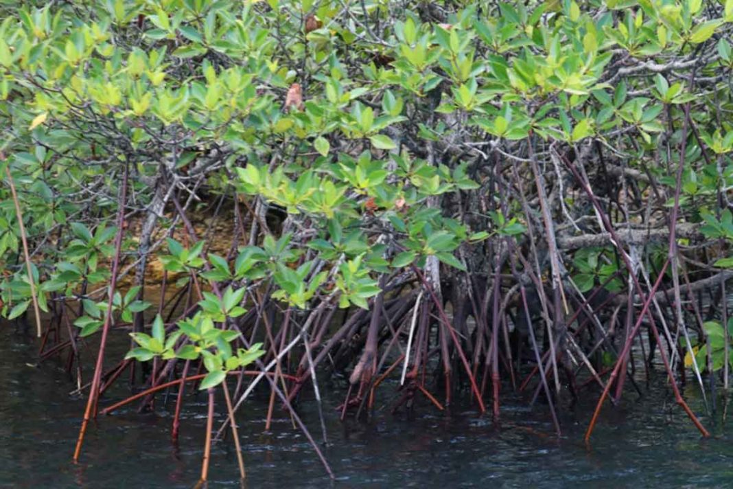 Mangroves: Life source of the coast