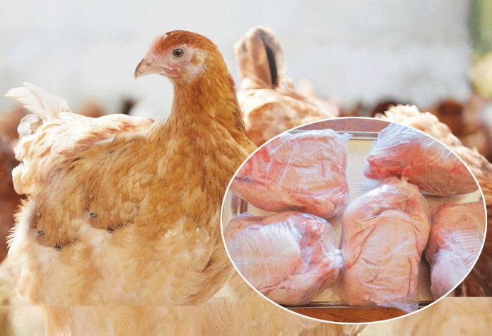South Korea lifts ban on PH chicken meat, pet birds imports