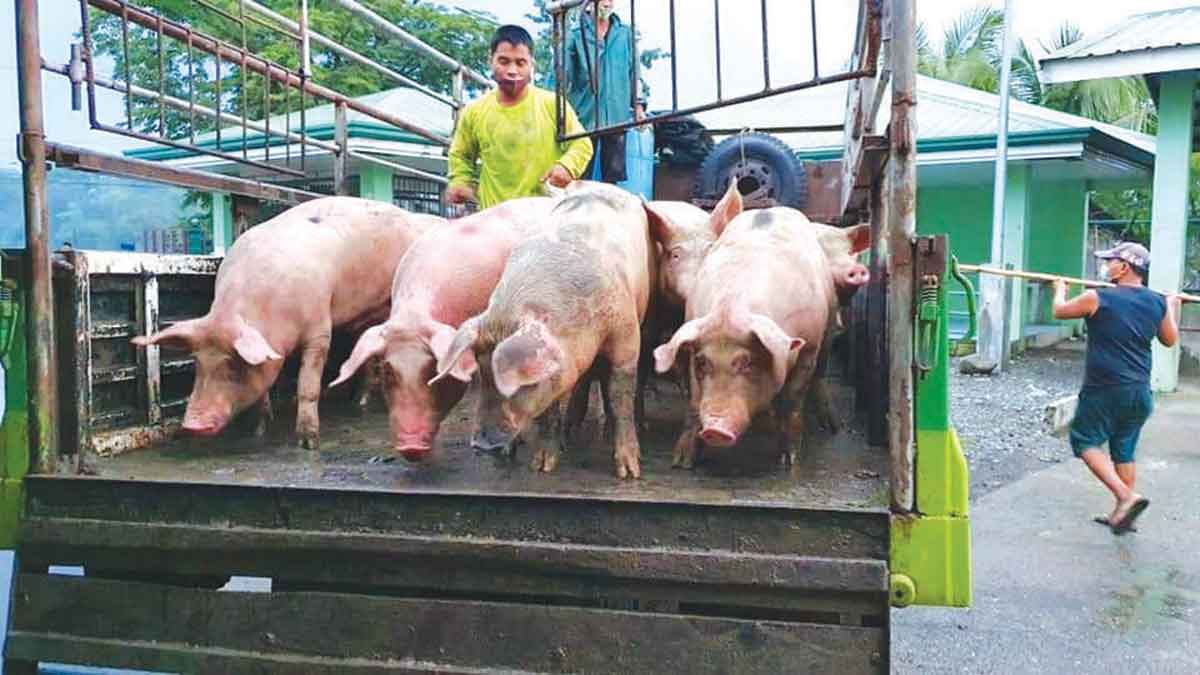 WV hog raisers qualify for DA’s loan program