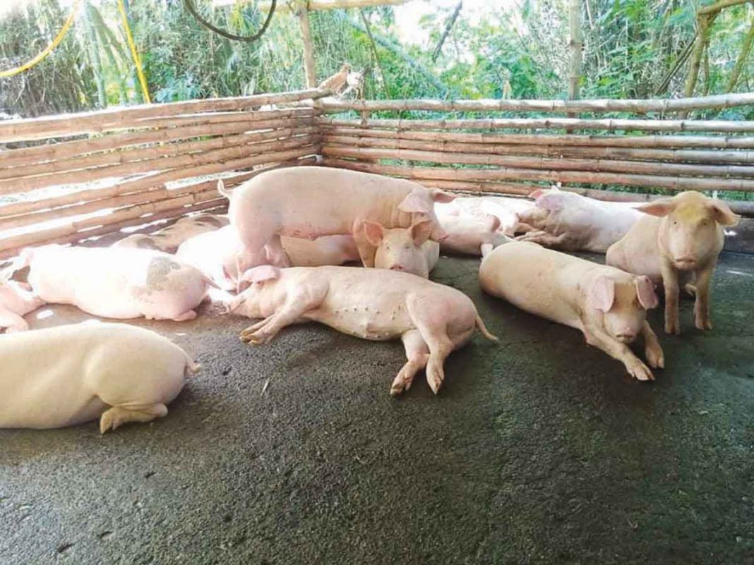 HOG CULLING STARTS: ASF in Iloilo confirmed; rapid testing of hogs eyed