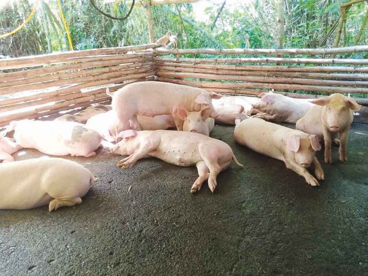 HOG CULLING STARTS: ASF in Iloilo confirmed; rapid testing of hogs eyed