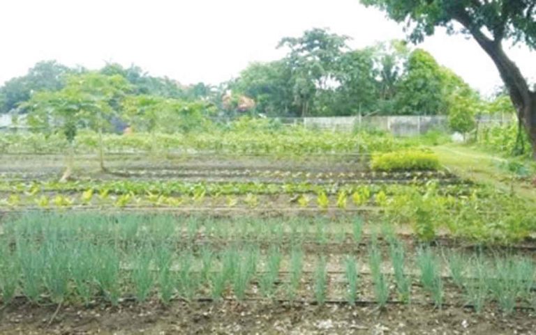 Iloilo City’s plant nursery eyed as training hub for urban farming