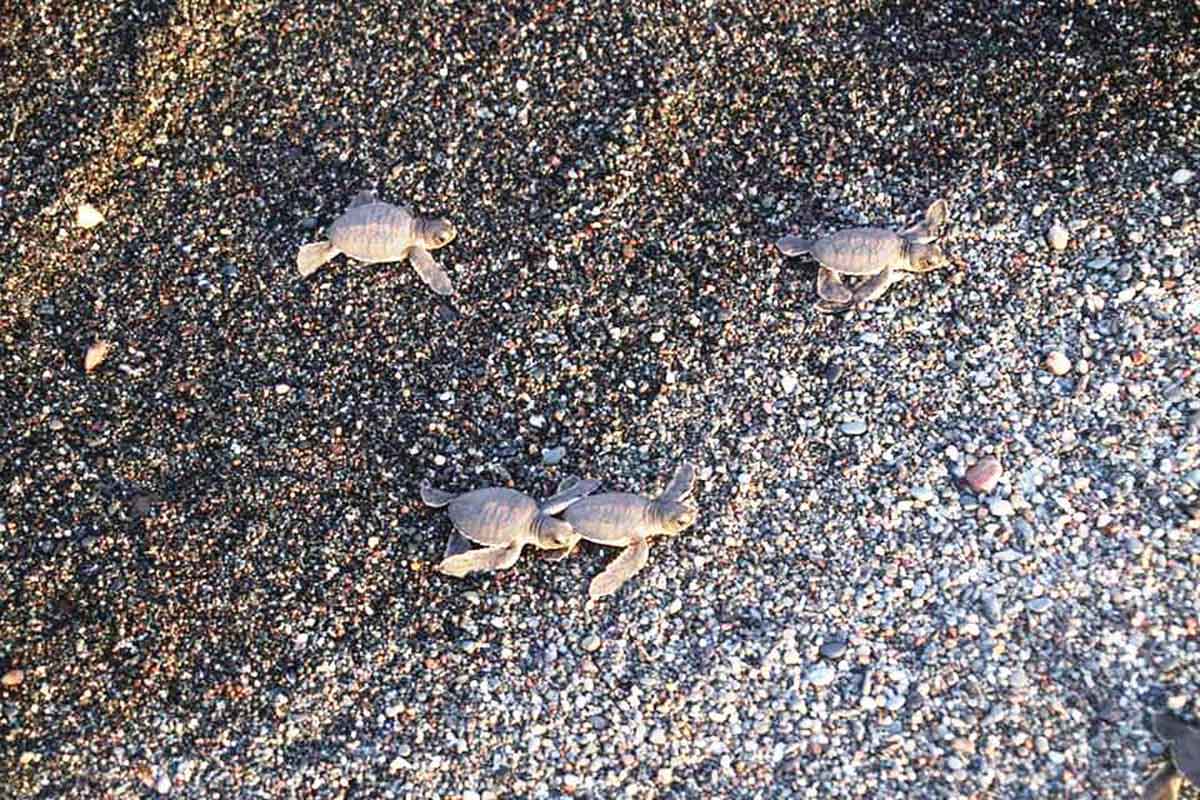 77 sea turtles released
