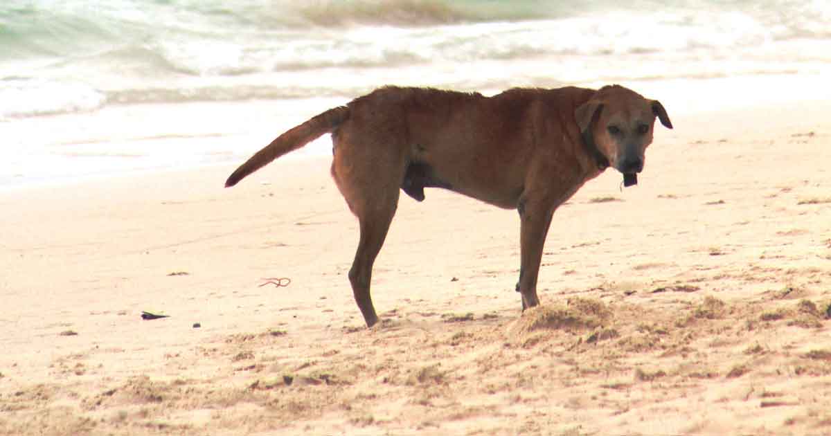 Authorities to go after stray dogs, owners