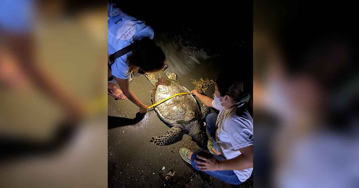 Endangered green sea turtle found dead in Roxas