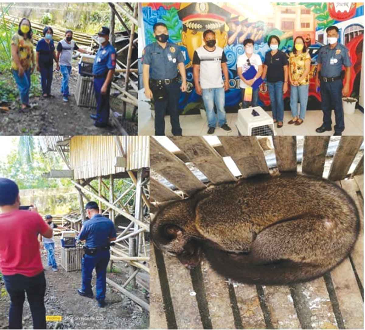 Endangered Visayan wild cat rescued in Panit-an
