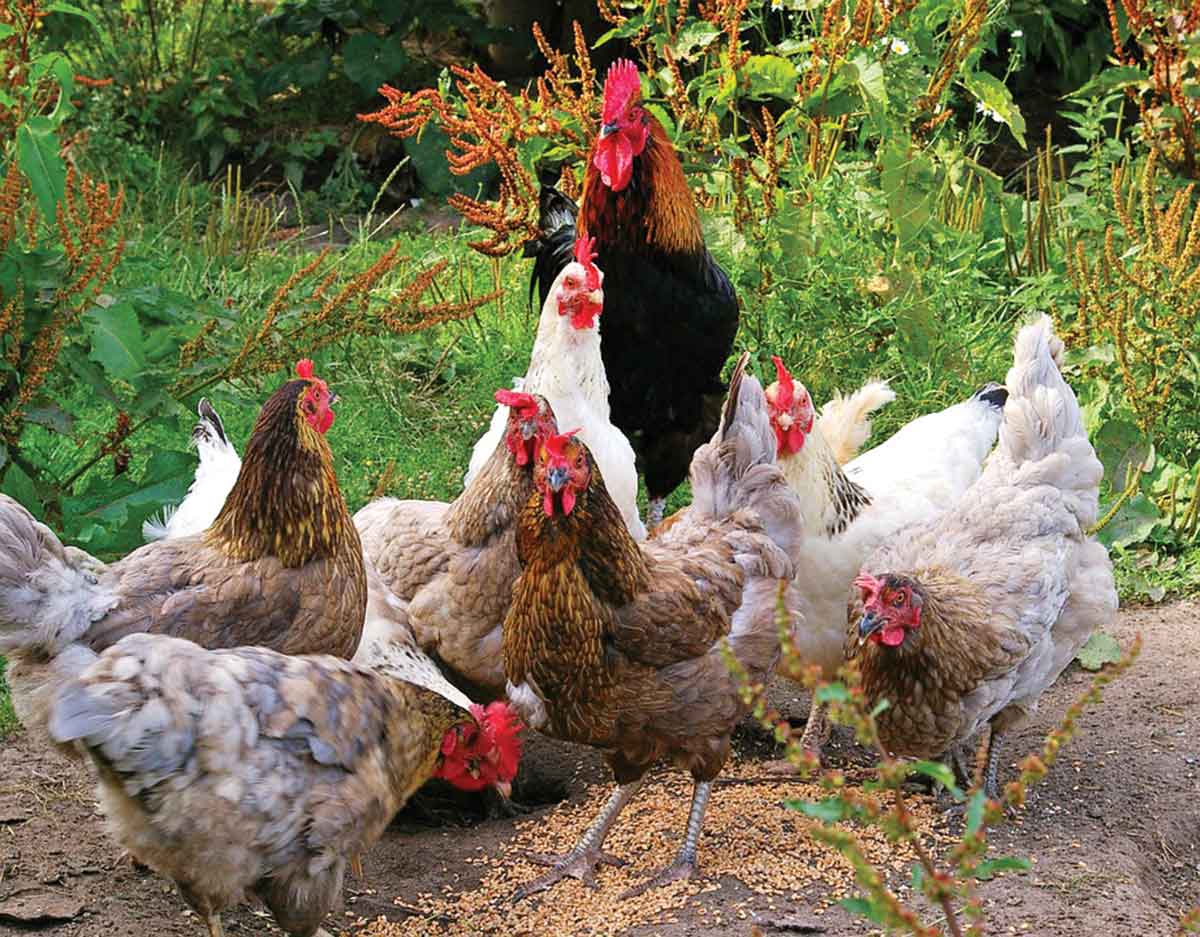 Native chicken trading hub opens in Iloilo City