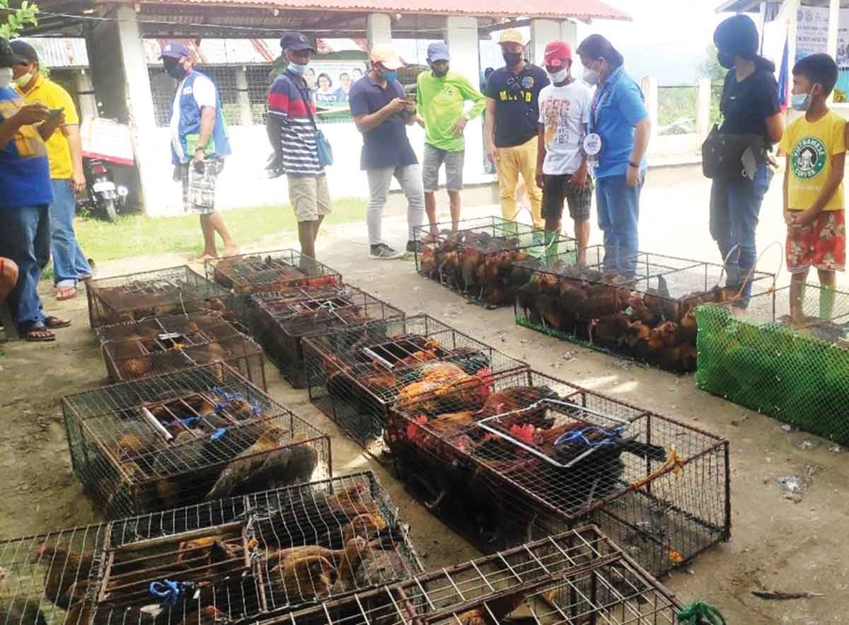 ‘Darag’ provides livelihood, boosts native chicken biz
