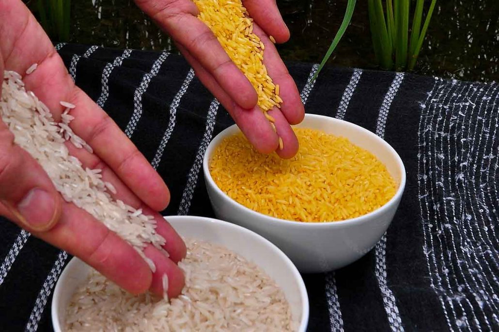 Antique, Iloilo among pilot provinces for Golden Rice cultivation