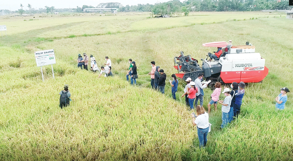 Inbred rice varieties introduced to farmers