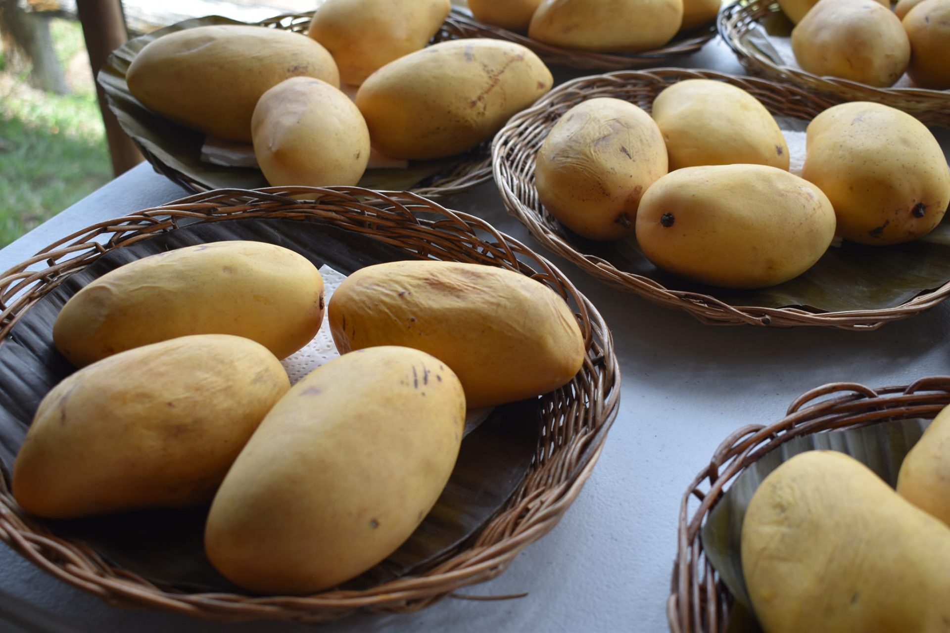 Guimaras and its mangoes bounce back