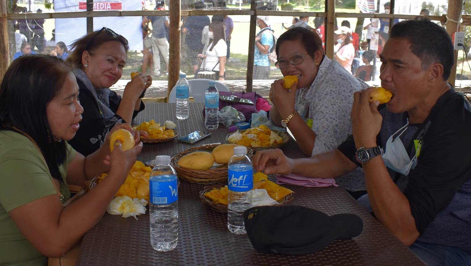 Guimaras and its mangoes bounce back