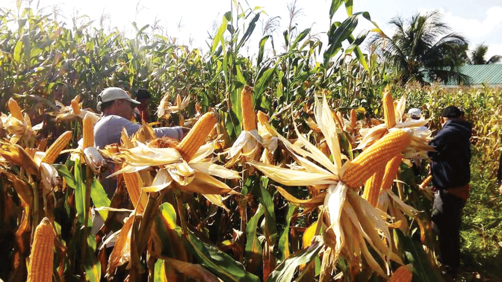 170 Iloilo corn farmers get fuel discount subsidy