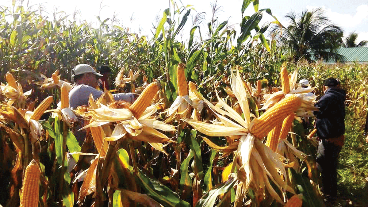 170 Iloilo corn farmers get fuel discount subsidy