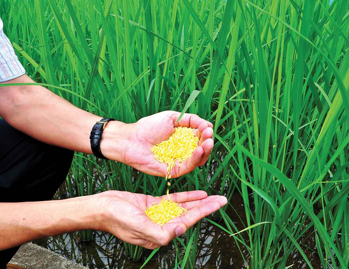Antique farmers urged to grow ‘Golden Rice’