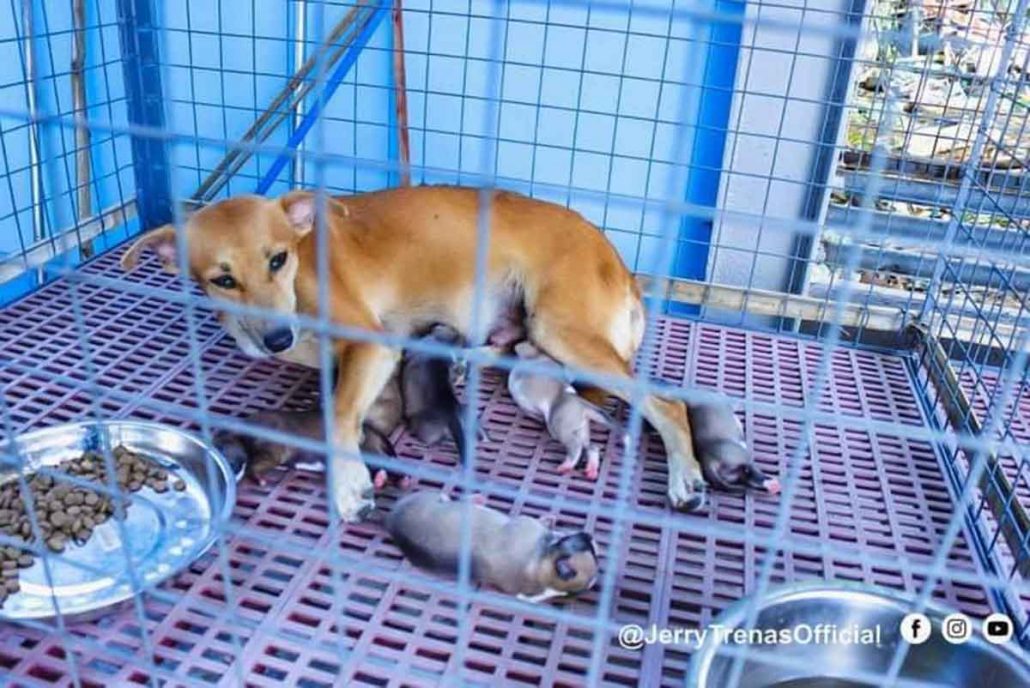 57 stray dogs find home at Iloilo City dog pound