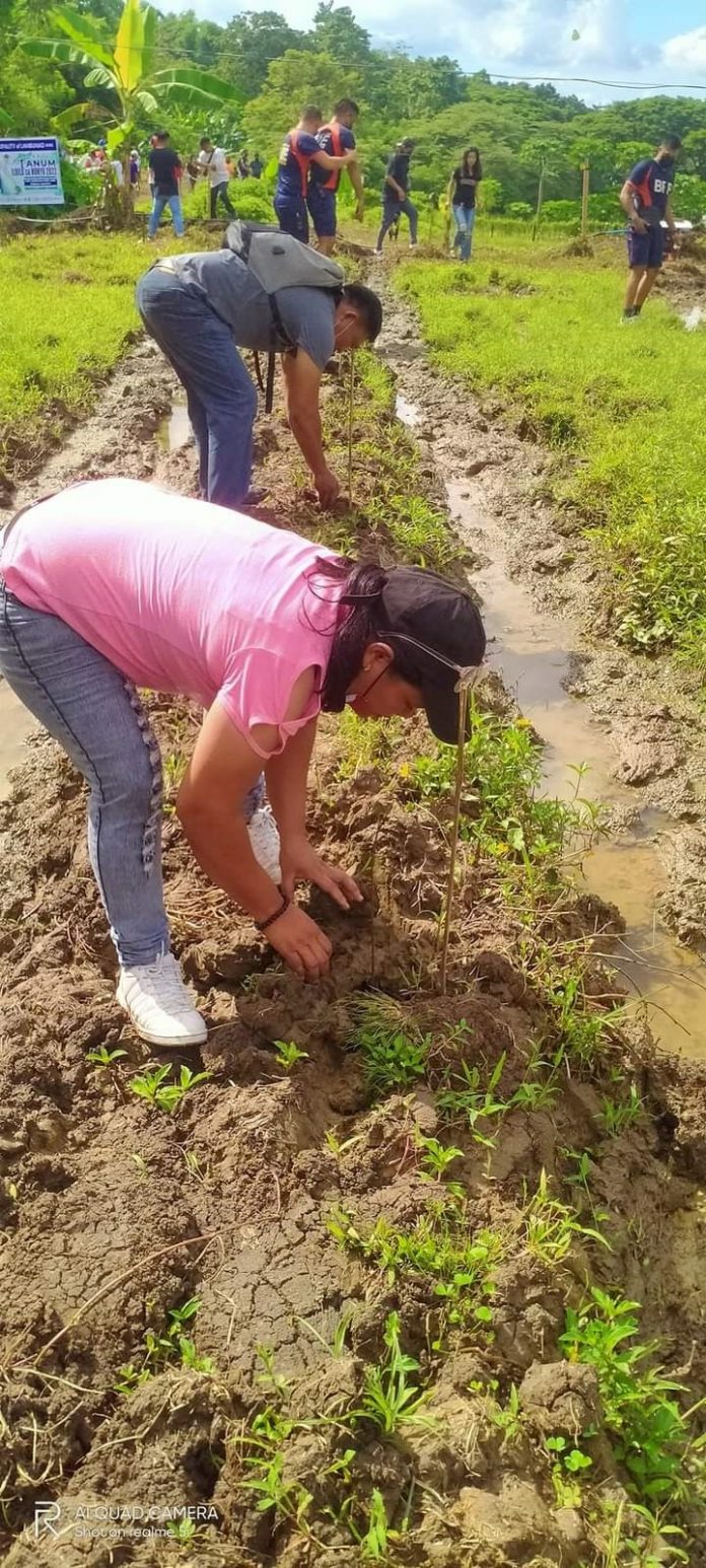 Planting not enough; capitol to monitor tree seedlings’ survival