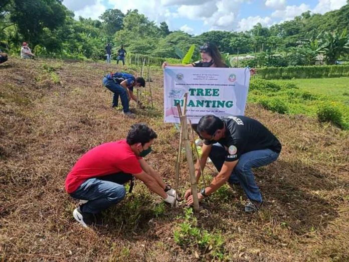 Planting not enough; capitol to monitor tree seedlings’ survival