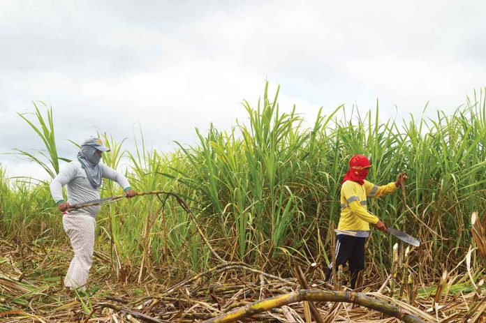 Sugar shortage looms: Panay sugar mills told to open early for next ...