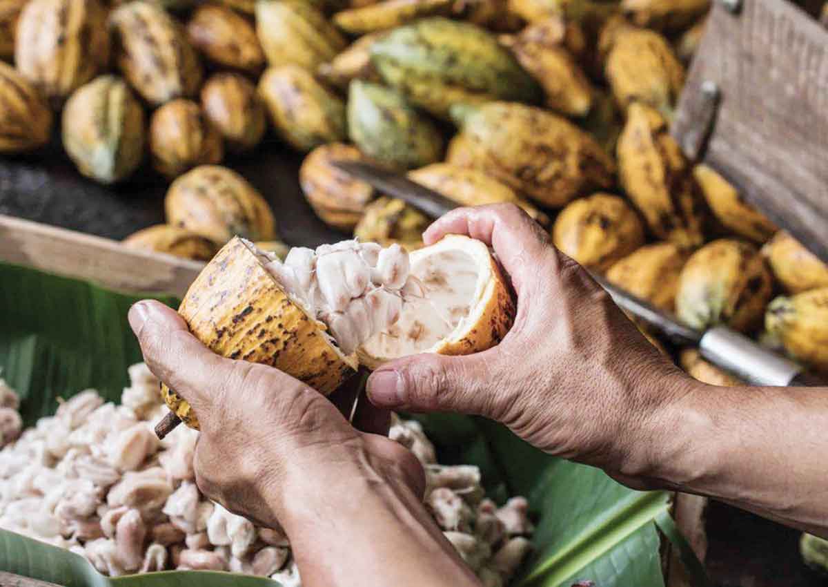 Antique farmers urged to go into cacao production