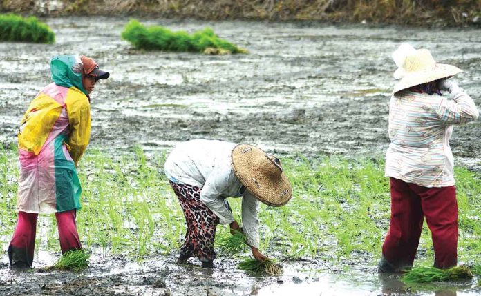 WILL FARMERS ‘RICE’ TO THE CHALLENGE?; Iloilo seeks to be top producer ...
