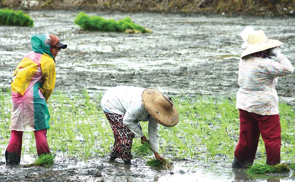 WILL FARMERS ‘RICE’ TO THE CHALLENGE?; Iloilo seeks to be top producer ...