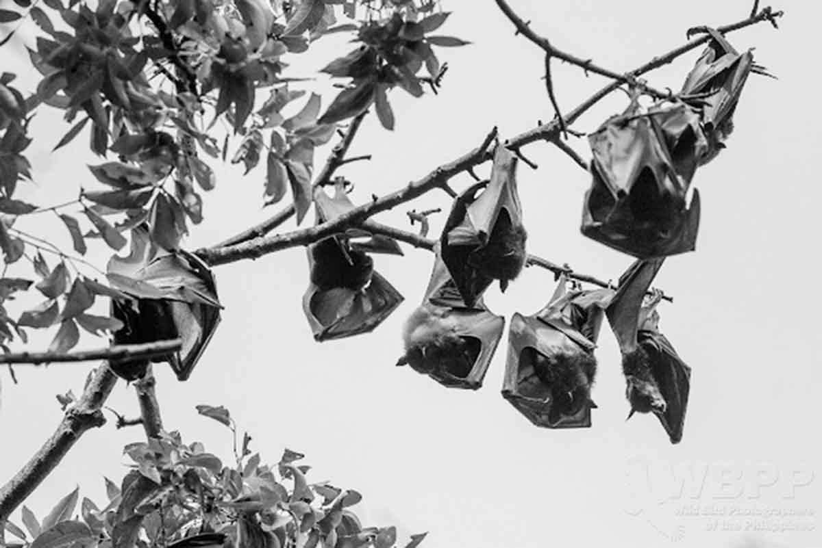 Flying foxes get focus on conservation measures