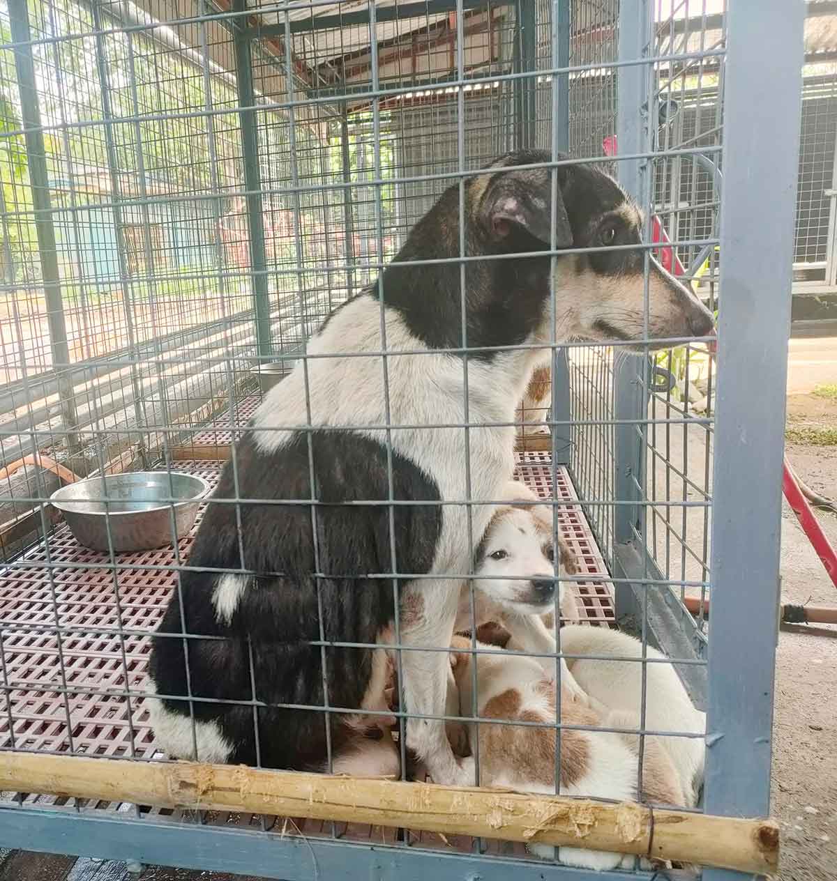 Wandering No More: Stray dogs find home in Iloilo City