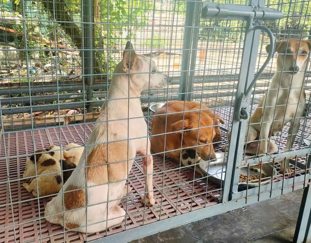 Wandering No More: Stray dogs find home in Iloilo City