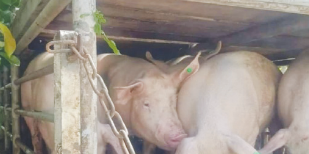 Sibalom hog raisers get addt’l funding