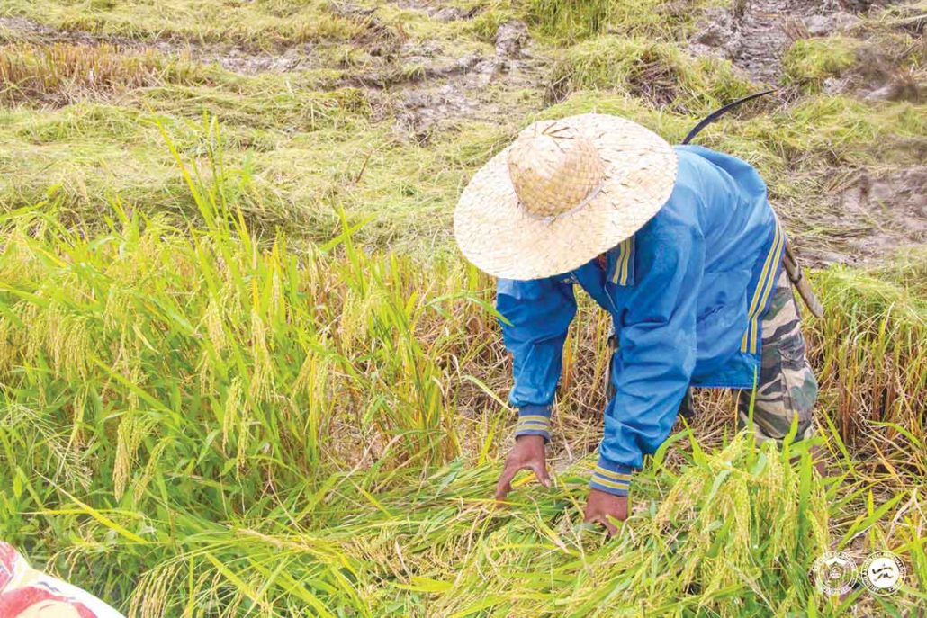 NFA to procure 200K bags of ‘palay’ in Antique