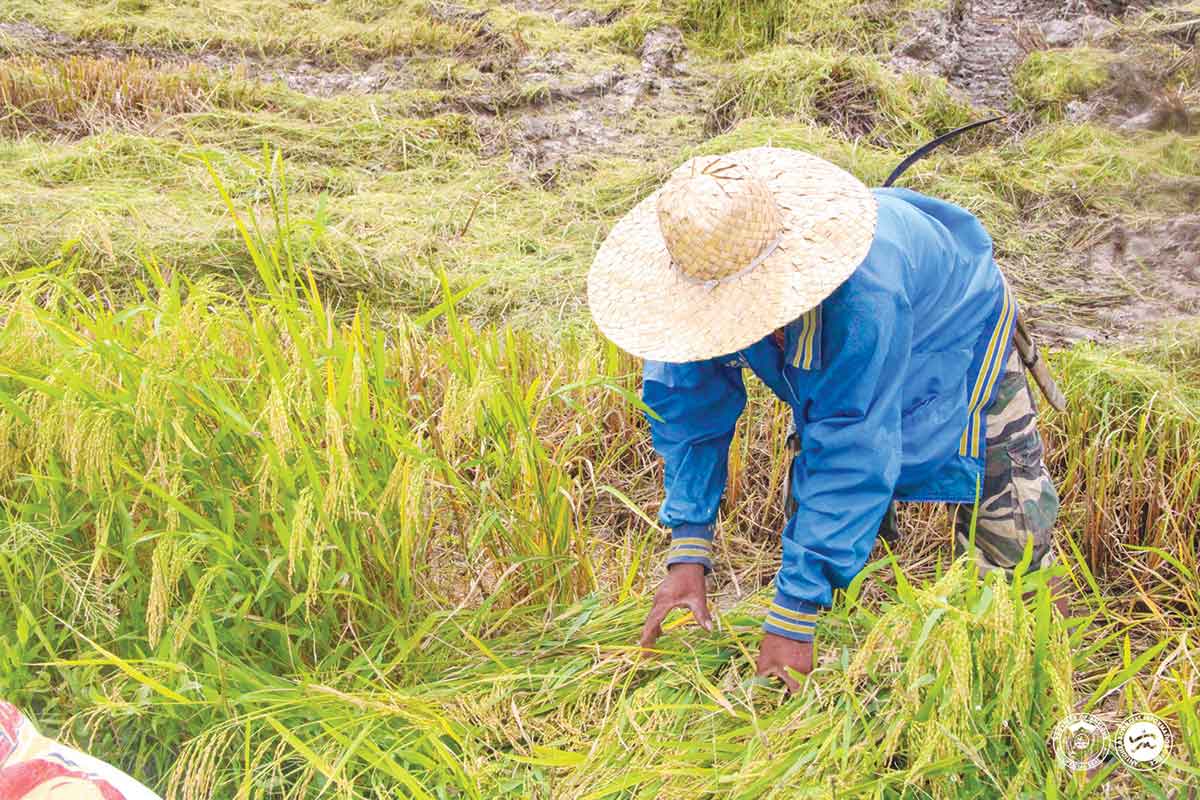 345 Aklan rice farmers receive machinery, equipment
