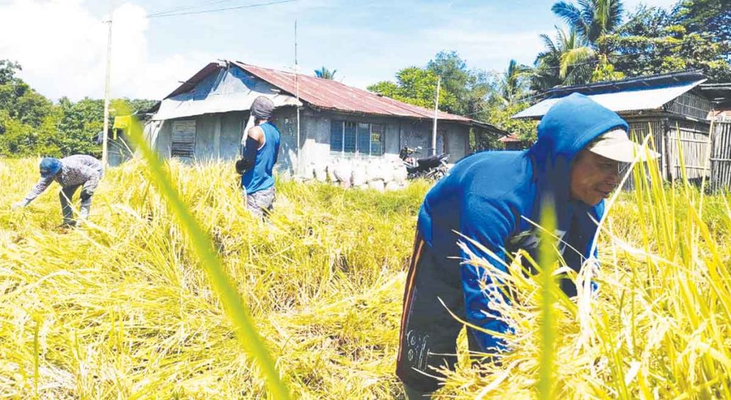 Iloilo guv seeks rice inventory